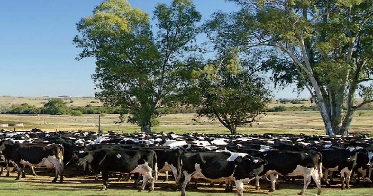Olam declares offer for NZ Farming Systems unconditional | Singapore ...