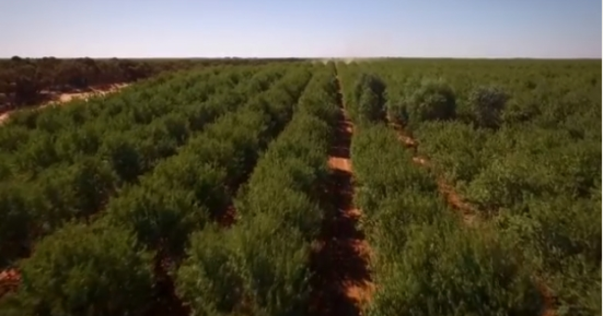 Olam's Australian orchards business sells water rights for $456.4m ...
